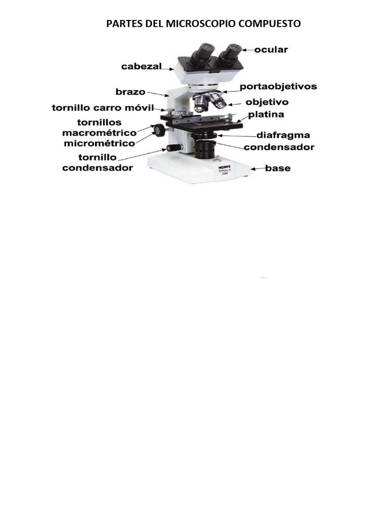 Partes del Microscopio Compuesto | PDF