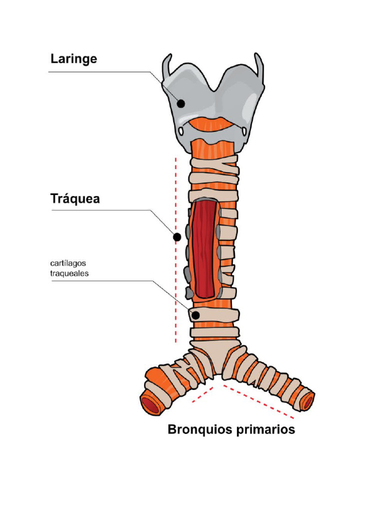 traquea | PDF