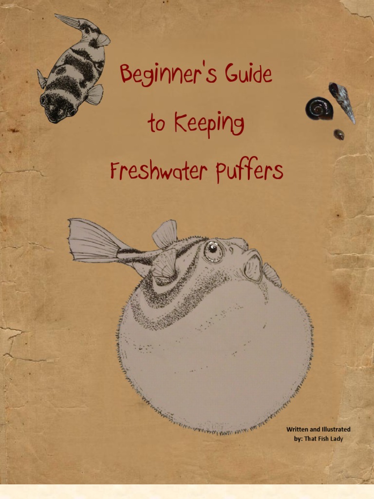 Freshwater Puffer Fish Care Guide | PDF | Aquarium | Tooth