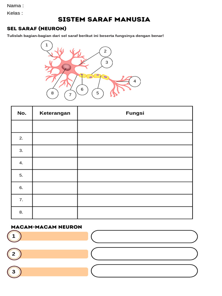 LKPD Sistem Saraf Pada Manusia | PDF