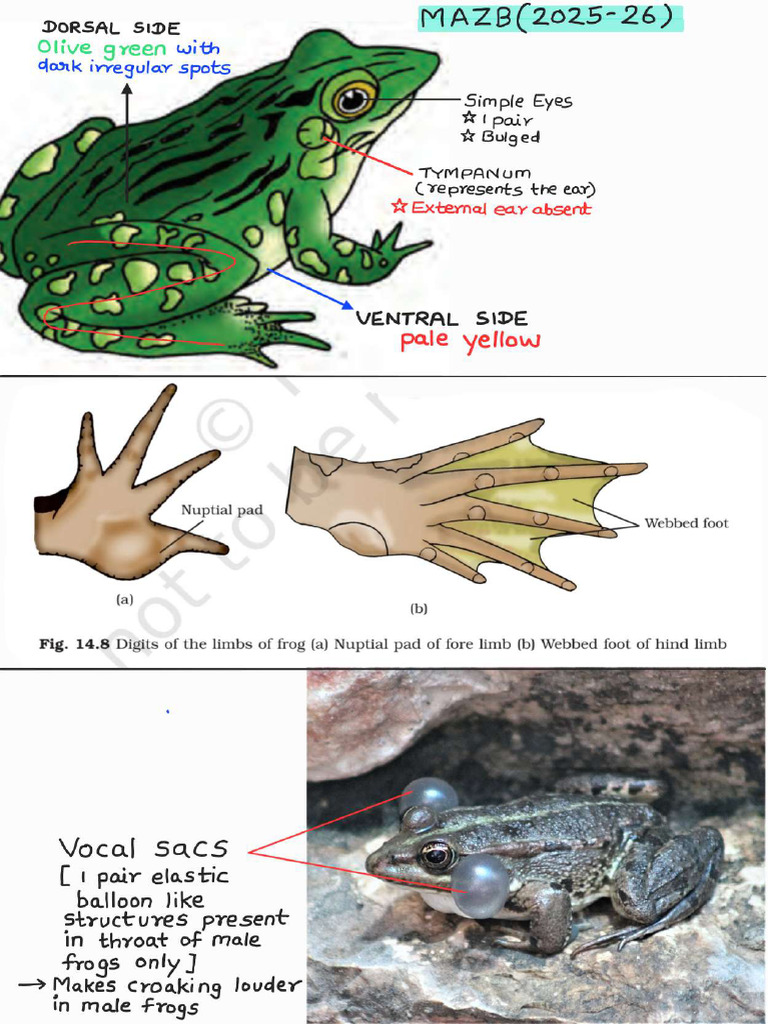 Frog Ncert by DR Kapil Malav Allen Kota | PDF | Human Digestive System ...