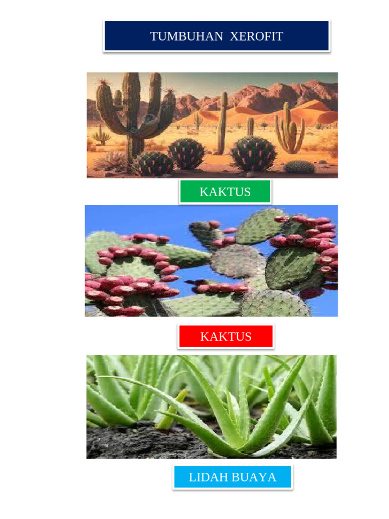 Gambar Hidrofit, Xerpfit, Higrofit | PDF