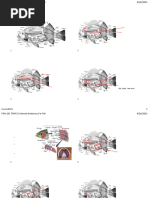 Fish Muscular System Overview | PDF | Skeletal Muscle | Fish