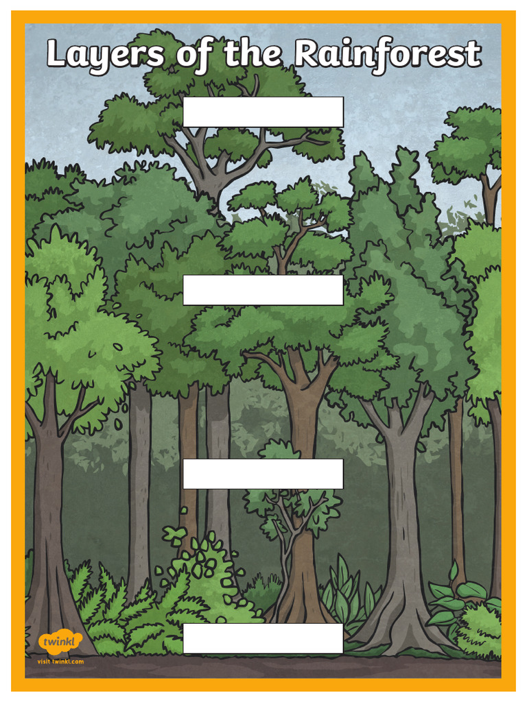 Layer Rainforest | PDF