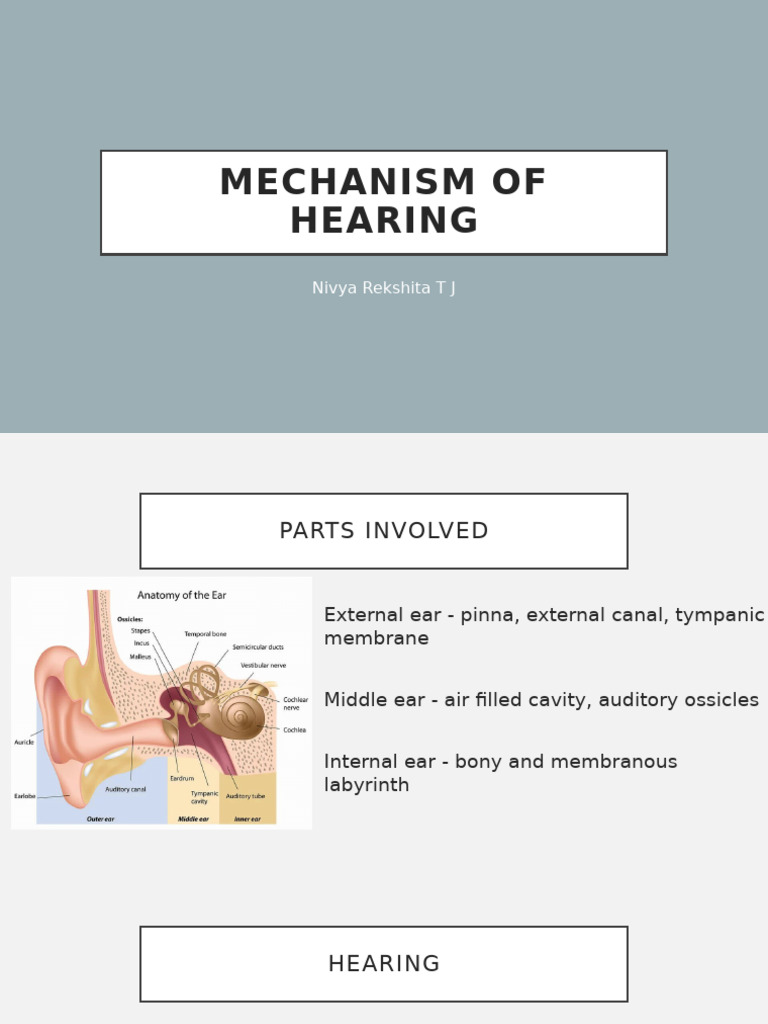 Mechanism of Hearing | PDF | Ear | Auditory System