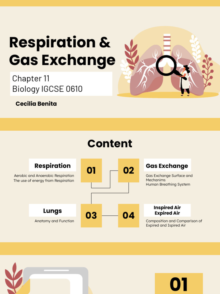 IGCSE Biology: Respiration & Gas Exchange | PDF | Cellular Respiration ...