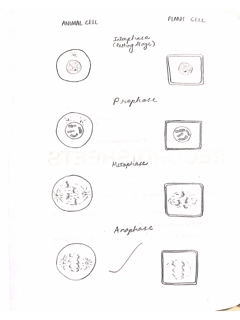 Bio Practical Class 10th ICSE | PDF