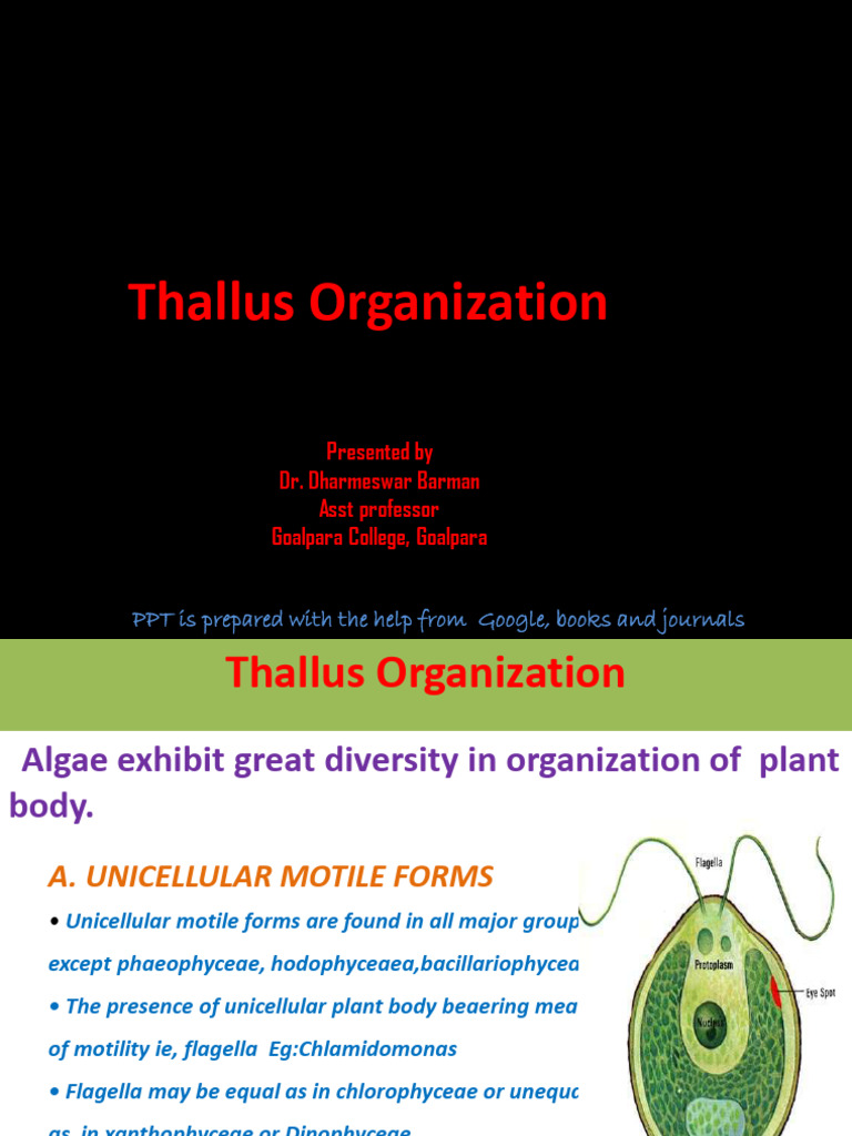 Algae: Thallus Organization | PDF | Cell (Biology) | Biology