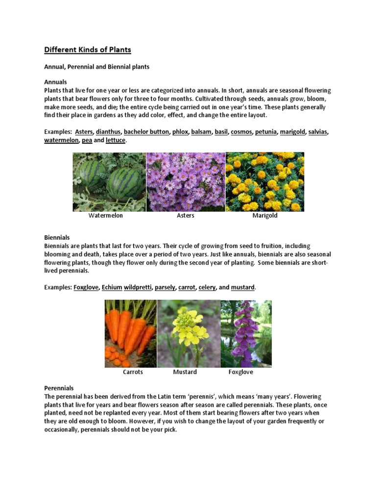 Types of Annual, Biennial, and Perennial Plants | PDF | Plants | Habitat