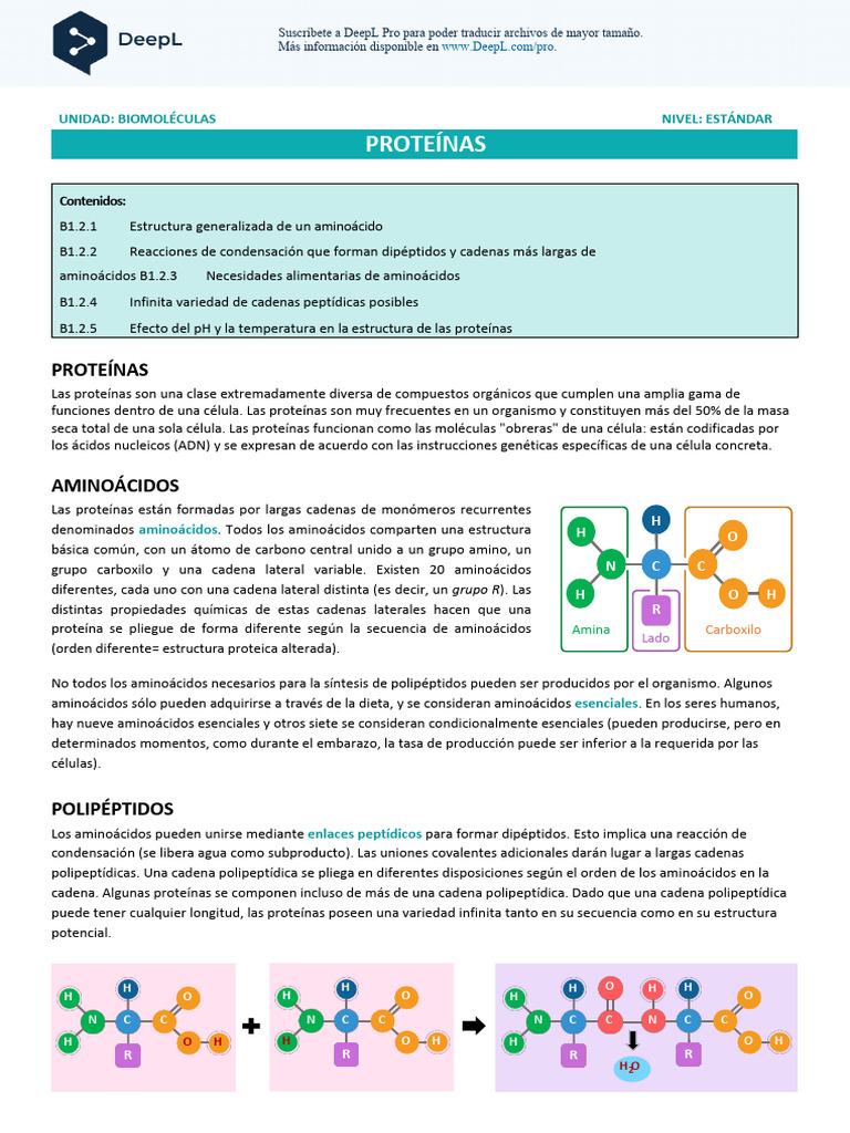 1.6 Proteins Es | PDF | Proteínas | Aminoácidos