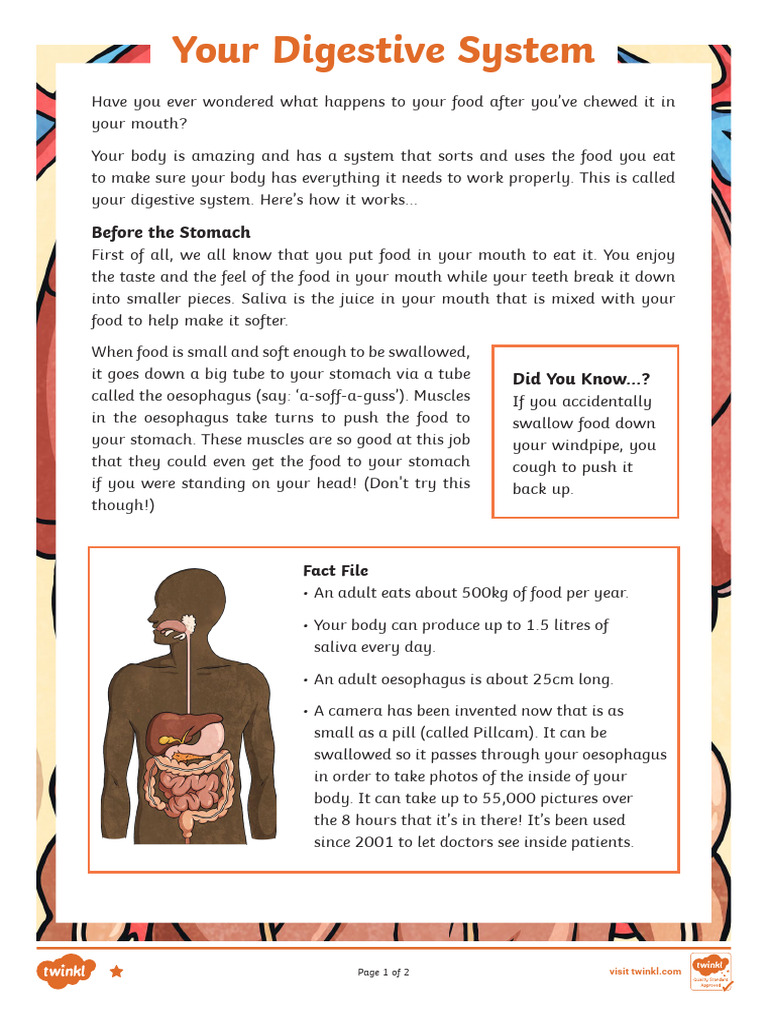 Cfe t2 e 2196 Uks2 The Digestive System Differentiated Reading ...
