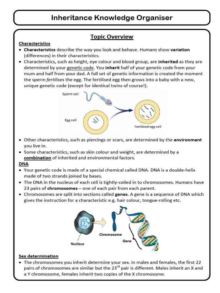 V2 Y9 Inheritance Knowledge Organiser | PDF | Dominance (Genetics) | Allele