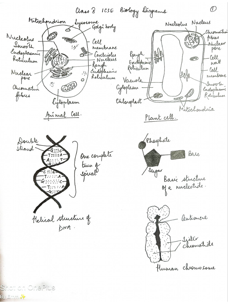 X ICSE Diagrams | PDF