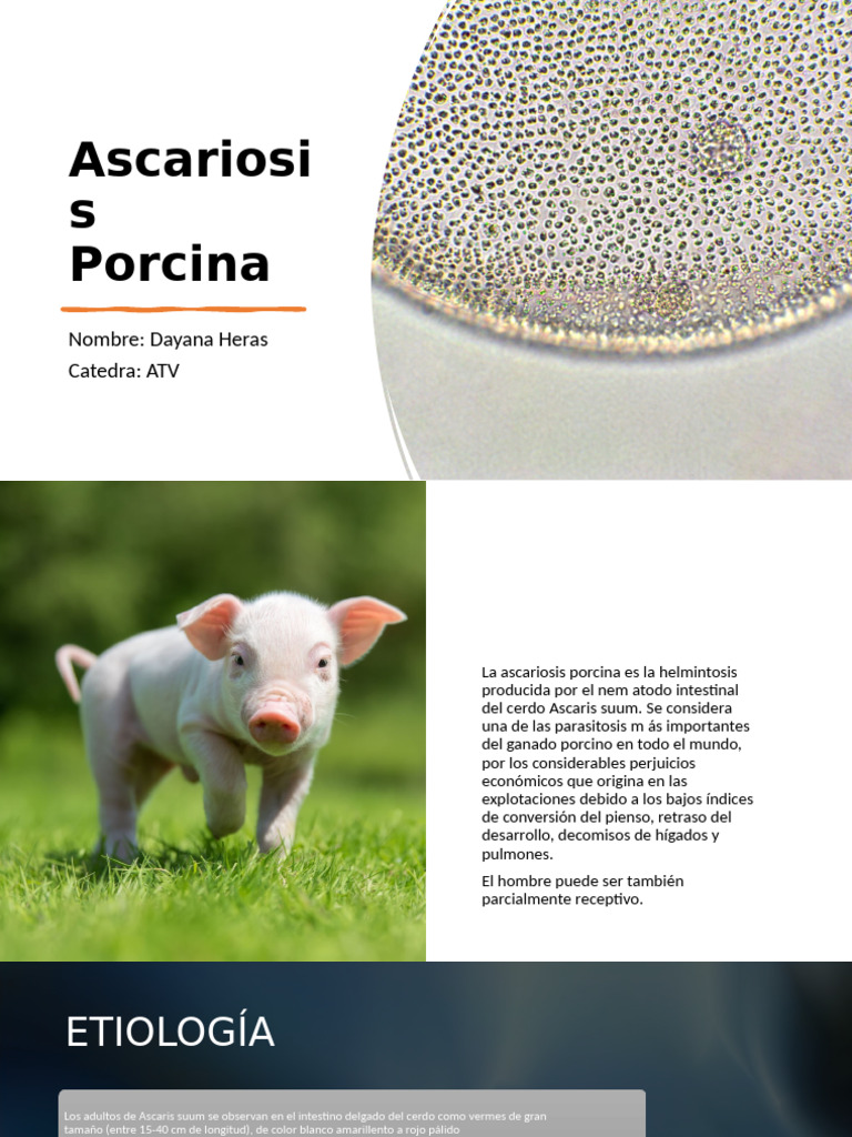 Ascariosis Porcina | PDF | Diarrea | Alergia