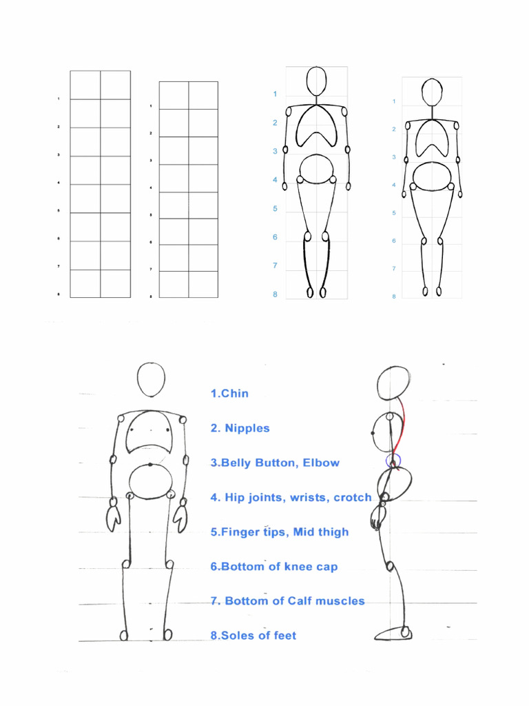 EX - 20 A Human Anatomy | PDF