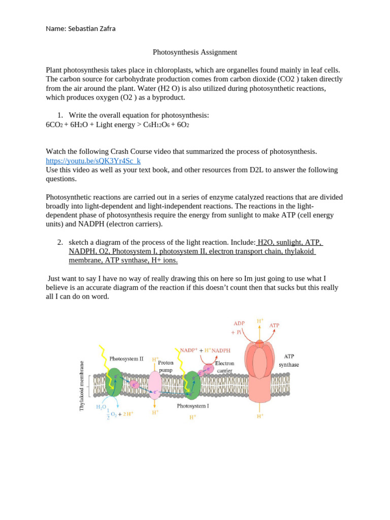 Photosynthesis Assignment | PDF | Photosynthesis | Metabolism