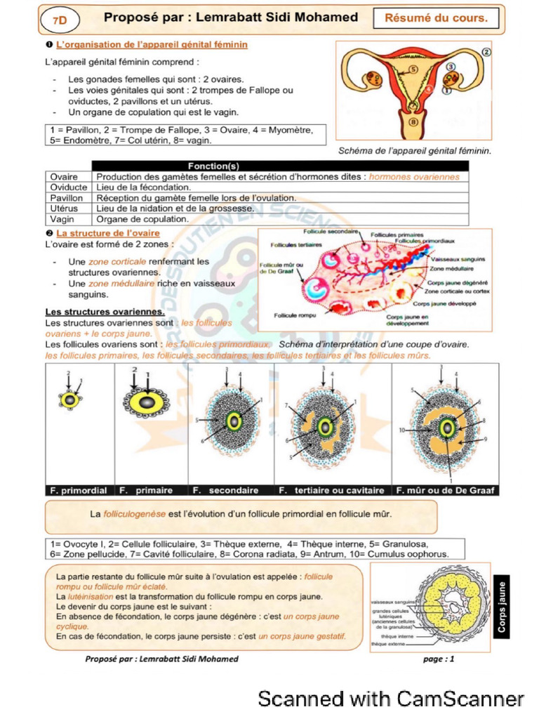 Femelle PDF | PDF