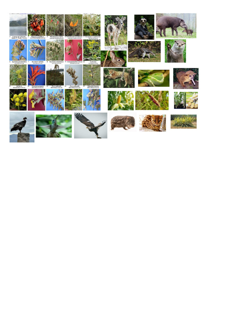 Flora y Fauna - Imbabura | PDF