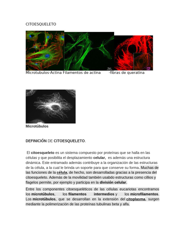 Funciones y Estructura del Citoesqueleto | PDF | Citoesqueleto ...