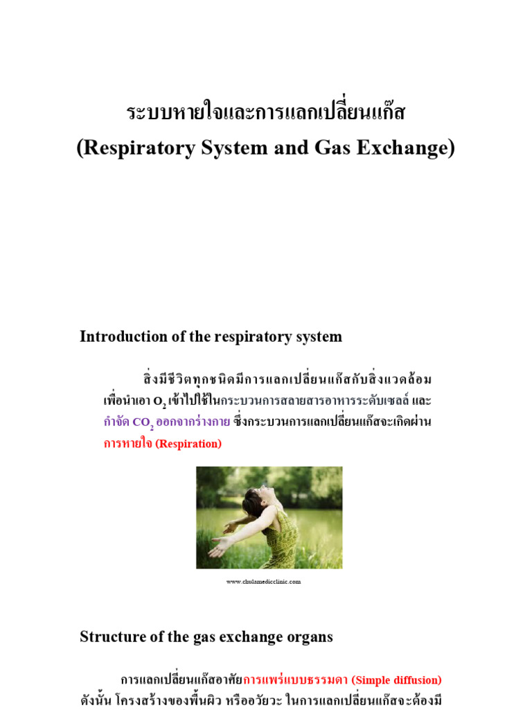 Homeostasis Respiratory System | PDF