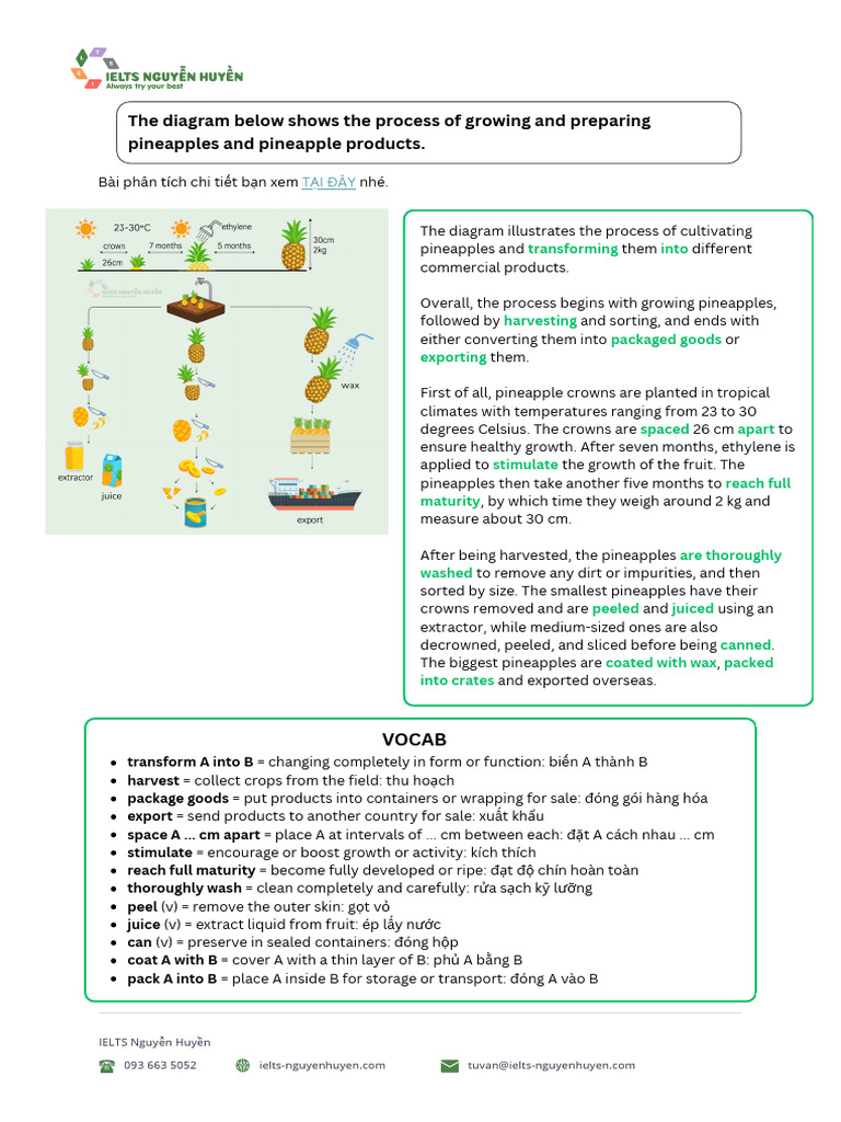 IELTS Writing Task 1 Process - Pineapples | PDF | Pineapple | Edible Fruits