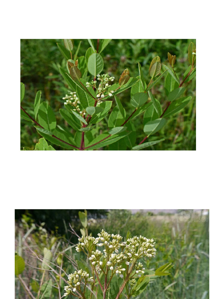Apocynum Cannabinum for Dropsy Relief | PDF | Edema | Vomiting