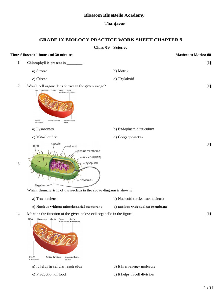 Grade IX Biology C5 Practice Work Sheet | PDF | Cell (Biology) | Endoplasmic Reticulum