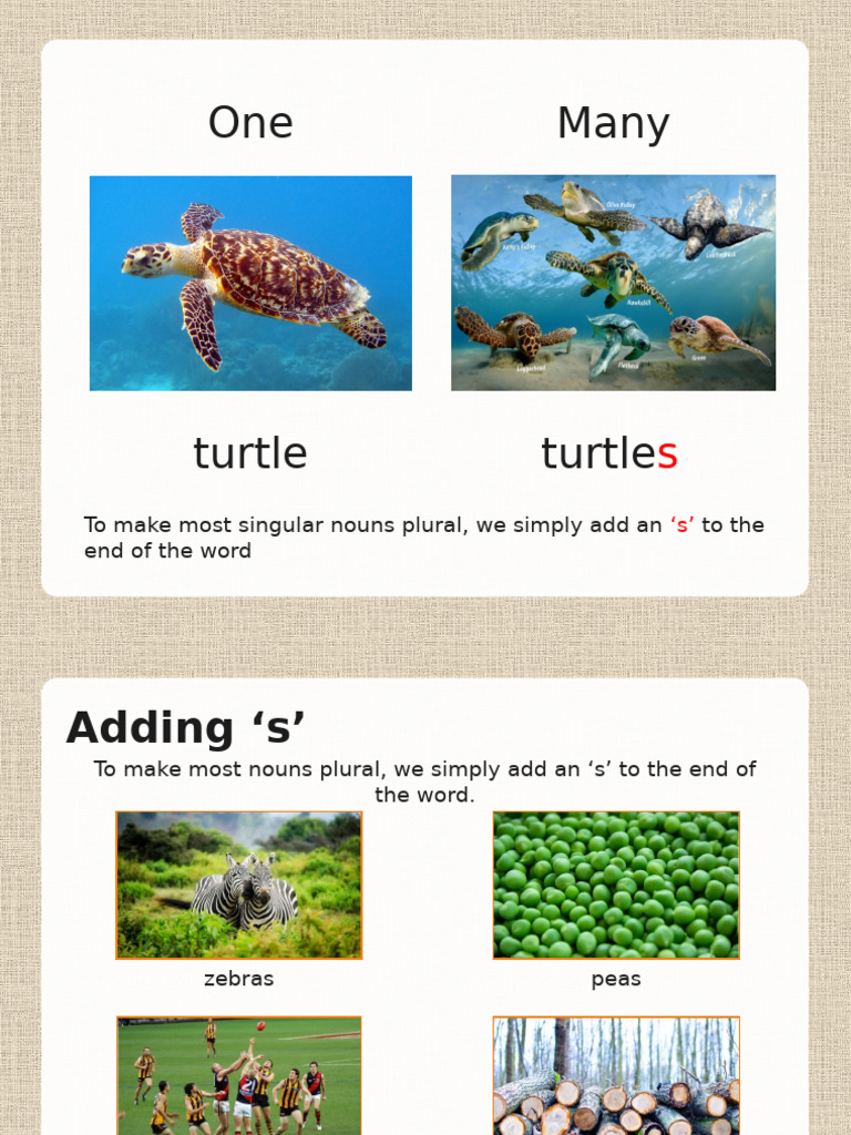 Singular and Plural Nouns - Online Wednesday | PDF | Plural | Syntax