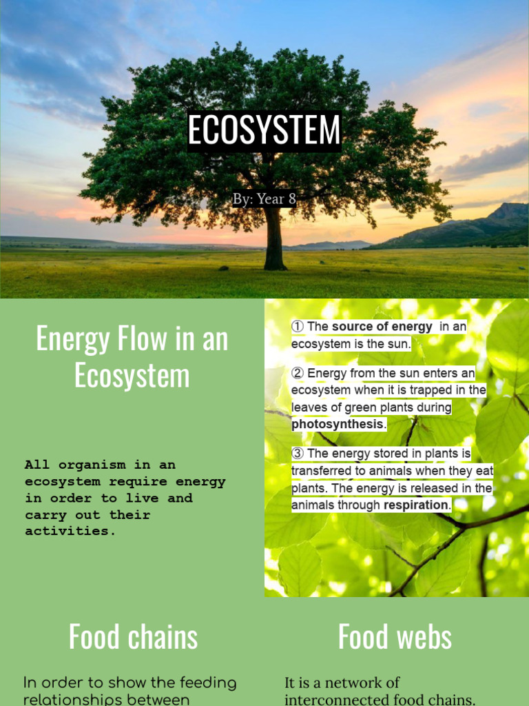 Ecosystem Part 2 - Y8 Notes | PDF | Ecosystem | Plants