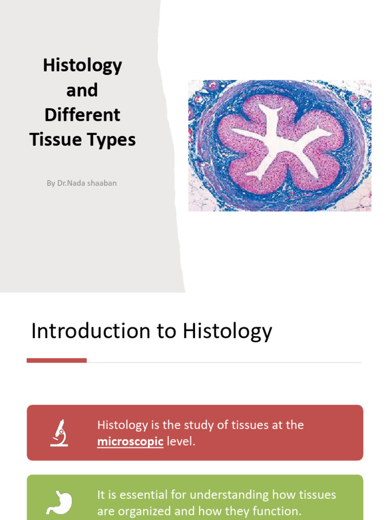 Histology and Different Tissue Types PART 1 (1) | PDF | Epithelium ...