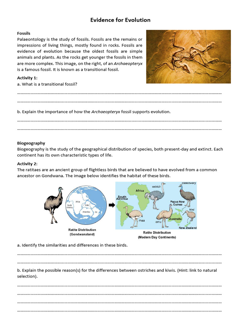 Evidence For Evolution Worksheet | PDF | Biology | Evolutionary Biology