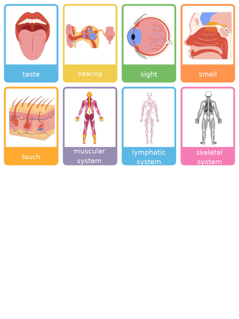 Senses and Systems Flashcards in Colorful Illustrative Style - 20251009 ...