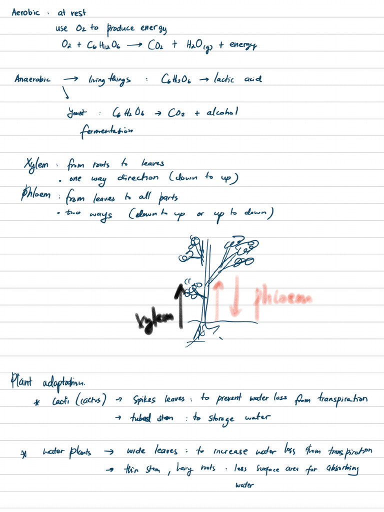 Plant Biology Quick Quiz Guide | PDF | Photosynthesis | Biology