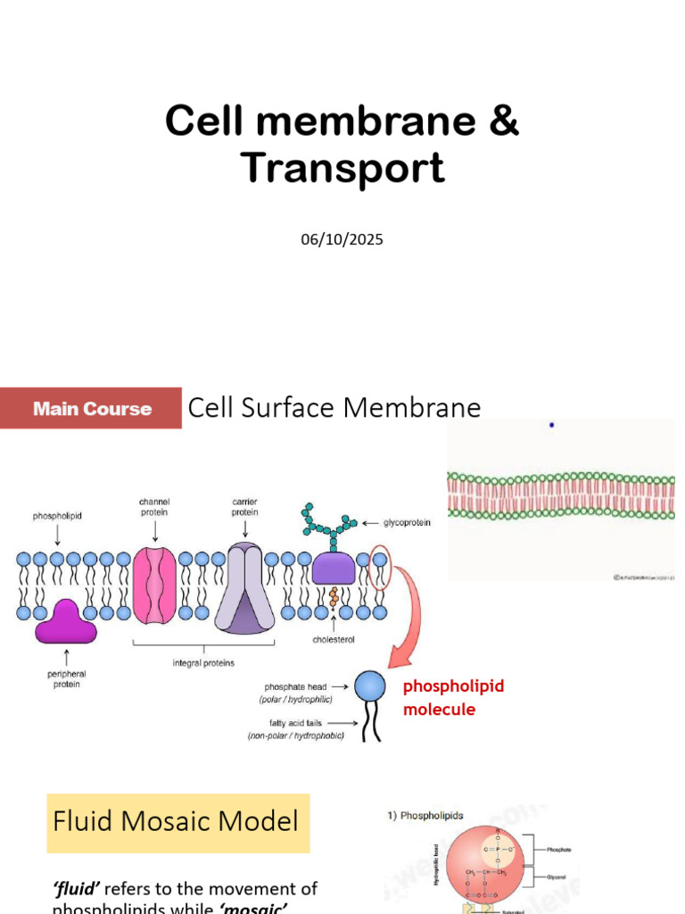 Cell Membrane Structure and Transport | PDF | Cell Membrane | Cell ...
