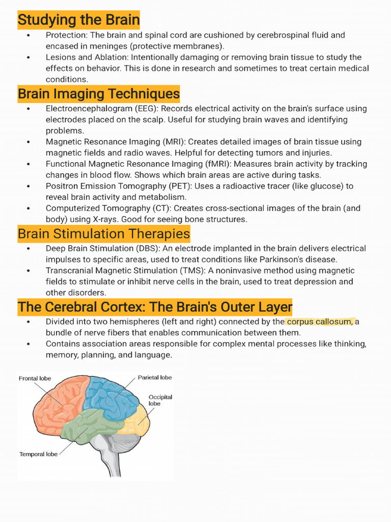 1 - 4 The Brain | PDF