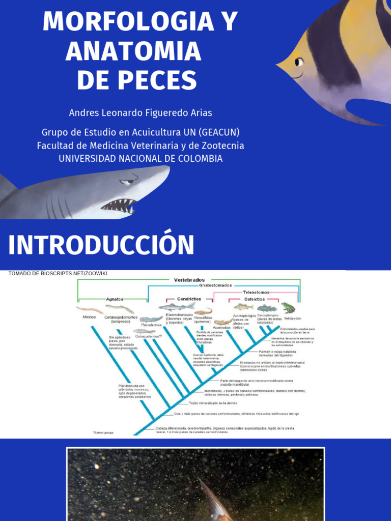Morfología y Anatomía de Peces | PDF | Esqueleto | Pescado