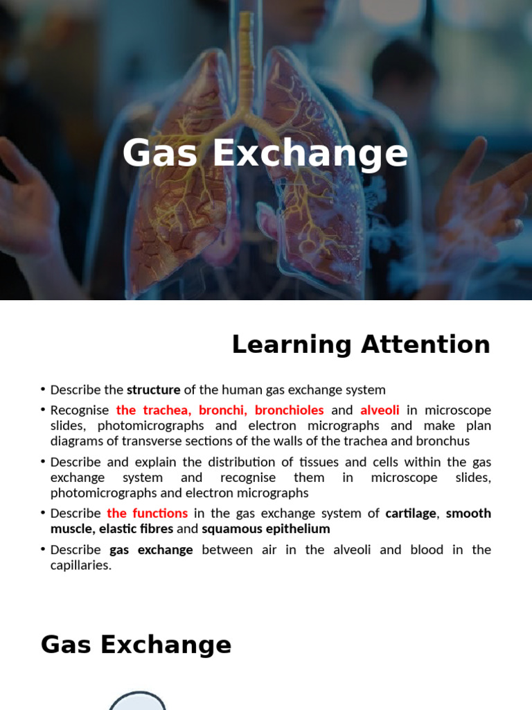 Gas Exchange and Smoking - Part 1 | PDF | Lung | Respiratory System
