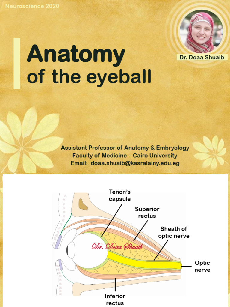 Anatomy of The Eye - Doaa 2020 | PDF | Human Eye | Visual System