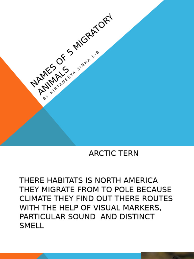 Names of 5 Migratory Birds | PDF