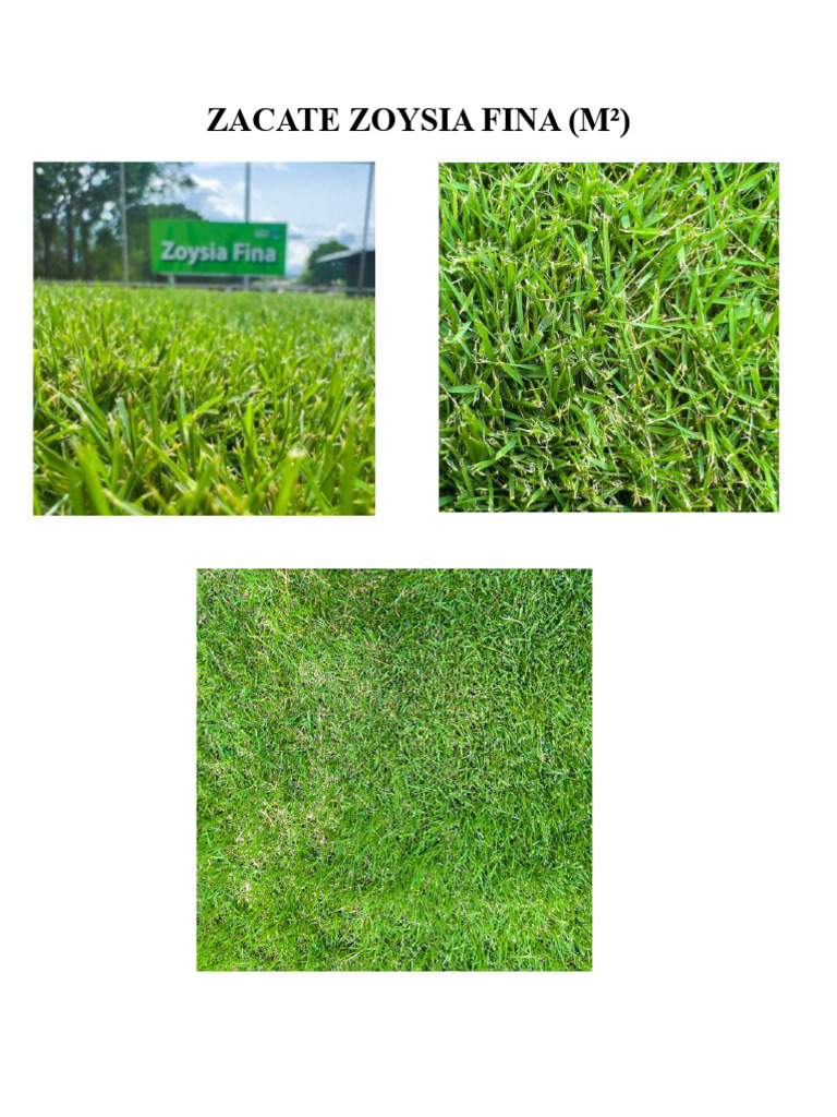 Zacate Zoysia Fina | PDF