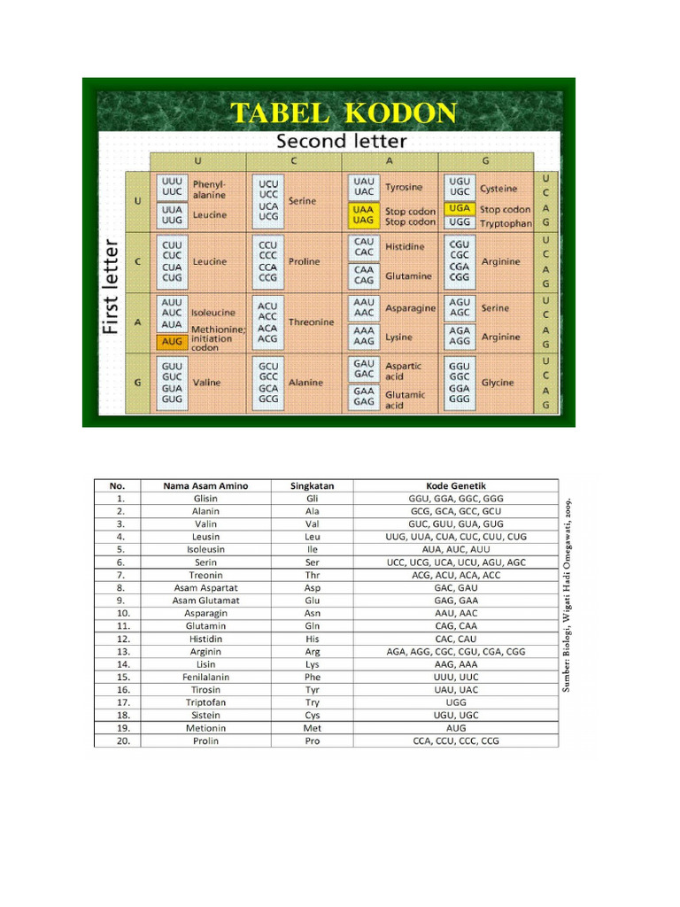 Tabel Kodon | PDF