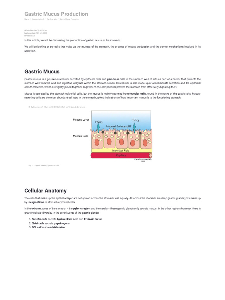 Understanding Gastric Mucus Production | PDF | Stomach | Nonsteroidal ...