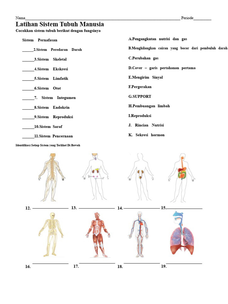 Latihan Sistem Tubuh Manusia dan Fungsinya | PDF