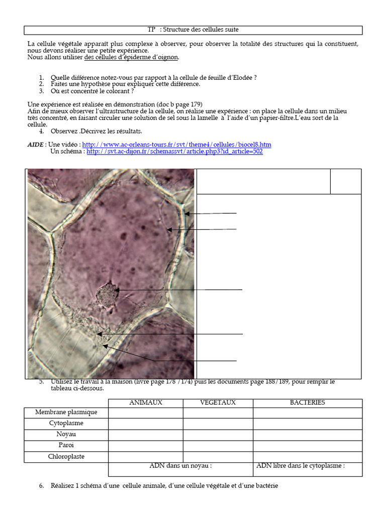 Observation des cellules : oignon et comparaison | PDF | Cellule ...
