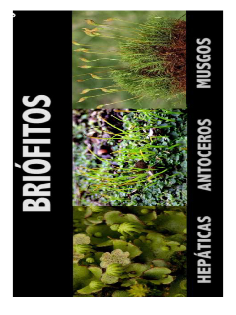Plantas Sin Semillas | PDF