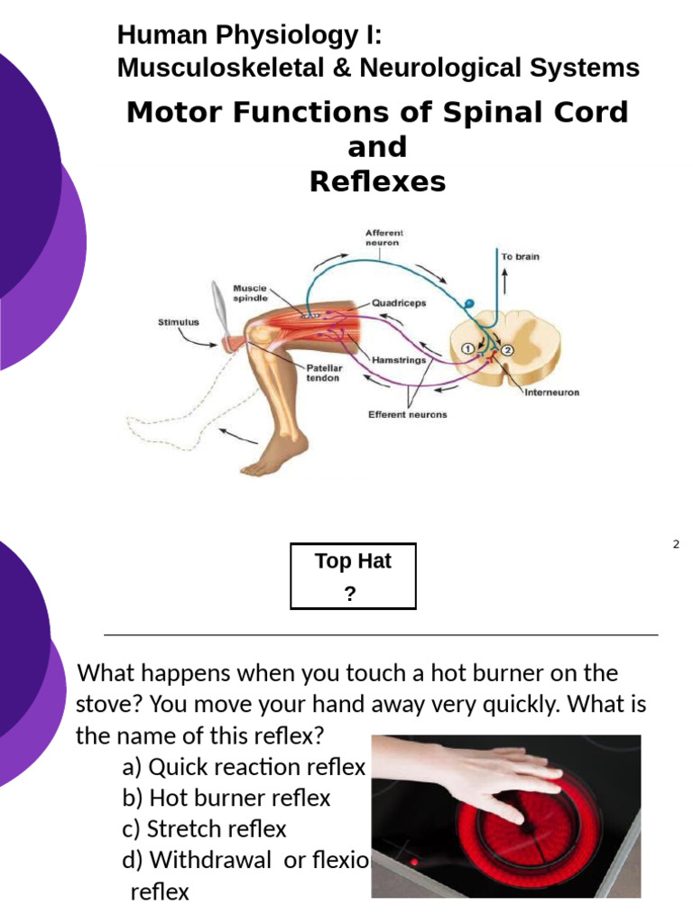 Spinal Cord Reflexes and Motor Functions | PDF | Motor Neuron | Nervous ...