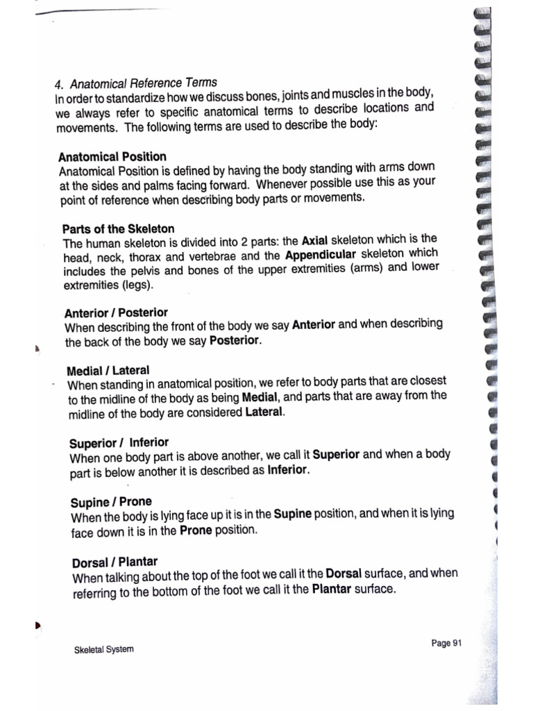 Anatomical References | PDF | Anatomical Terms Of Location ...