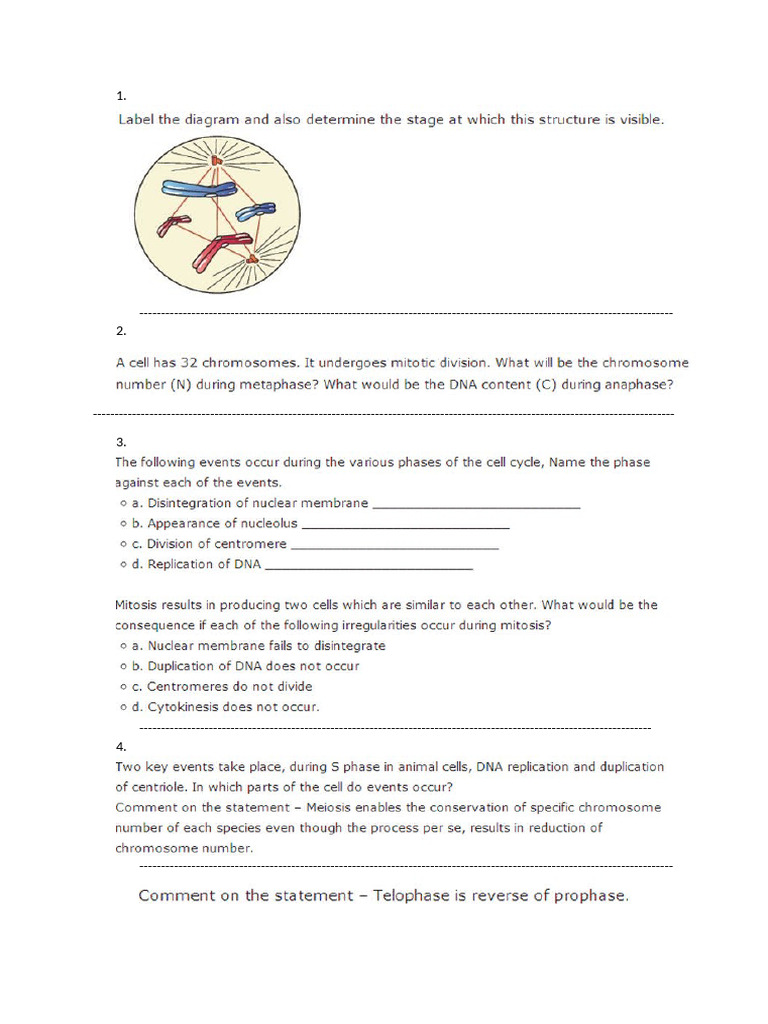 Cell Cycle Worksheet | PDF