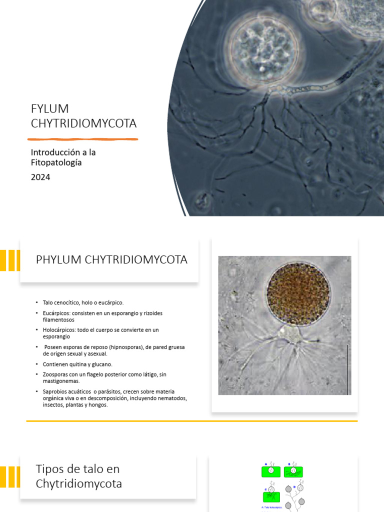 Morfología y ciclo de vida de Chytridiomycota | PDF
