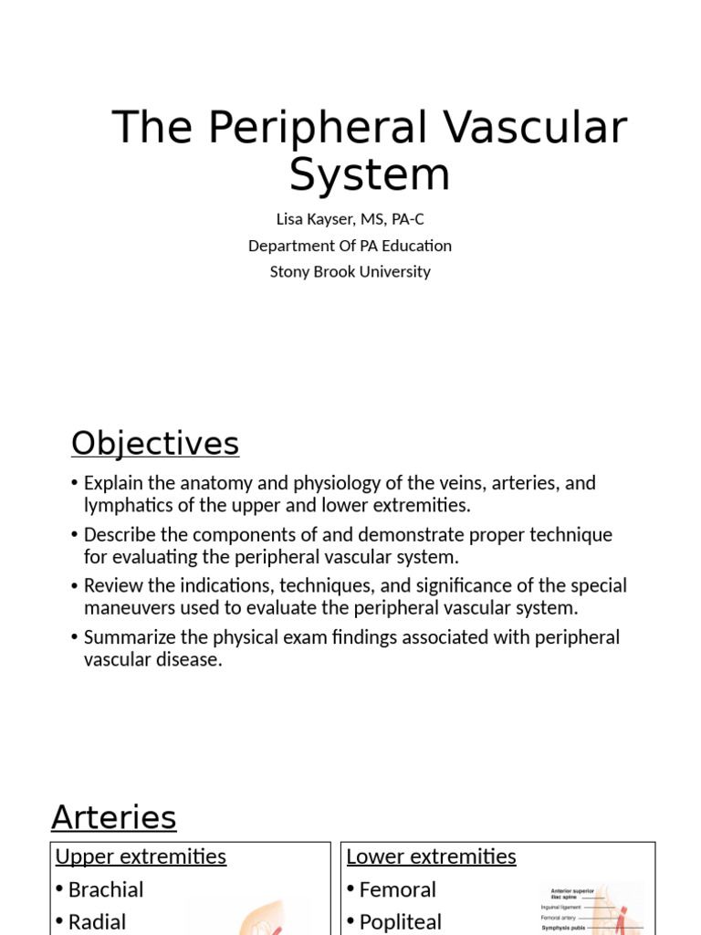 The Peripheral Vascular System Checklist For Students | PDF | Vein ...